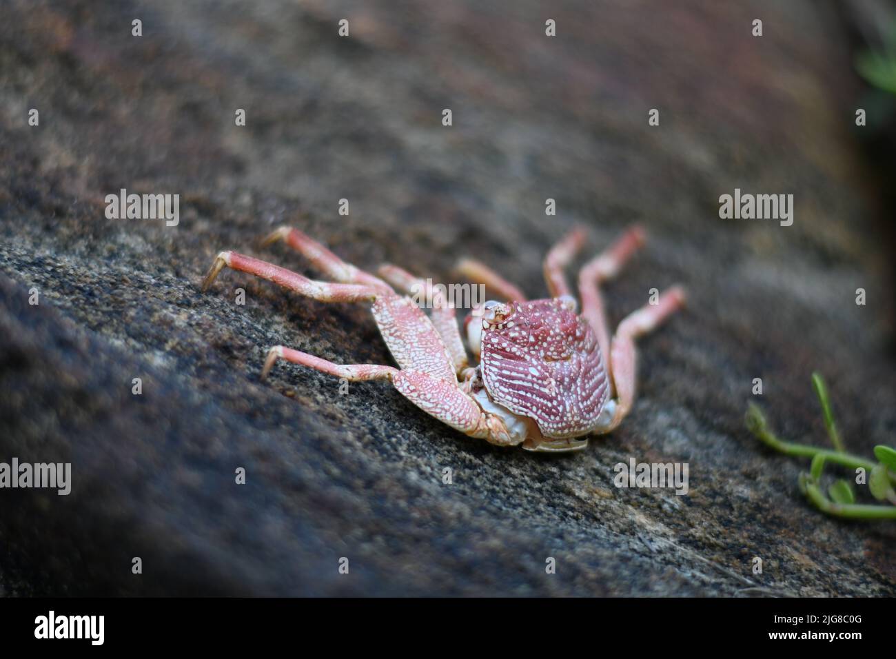 Crab body hi-res stock photography and images - Alamy