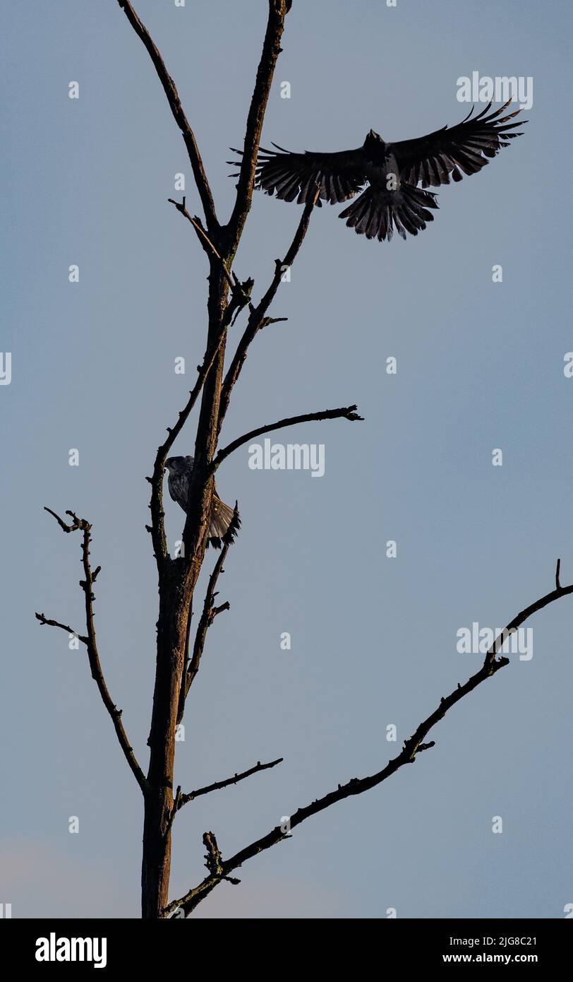 A vertical shot of a black eagle with wide-spread wings in flight on ...