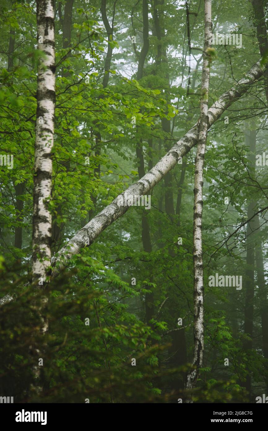 Germany, North Rhine-Westphalia, Teutoburg Forest, birch tree Stock ...