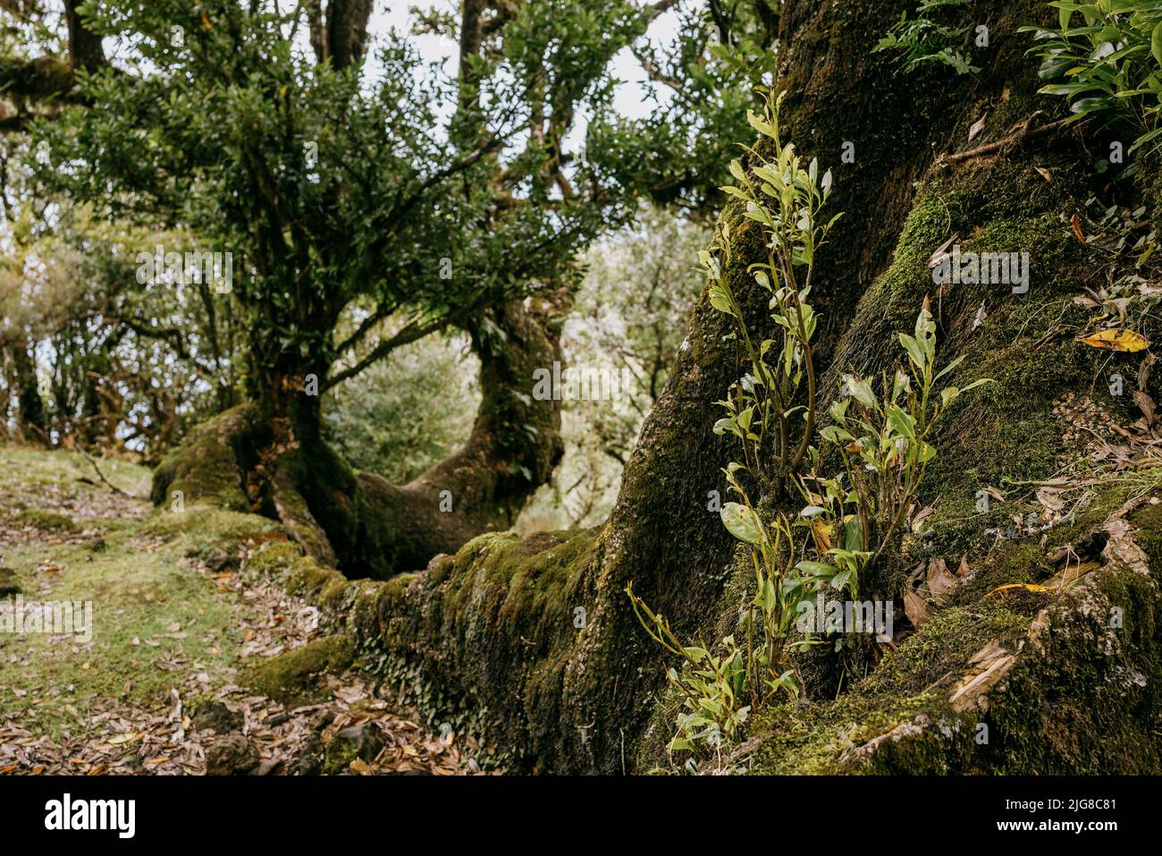 A scenic view of trees growing in Fanal forest, Madeira Island ...
