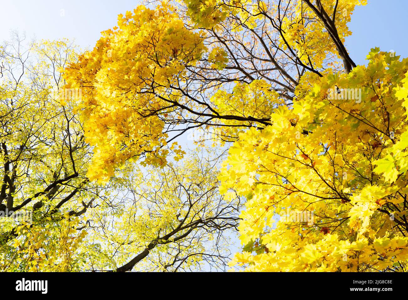 Vibrant fall foliage Stock Photo - Alamy