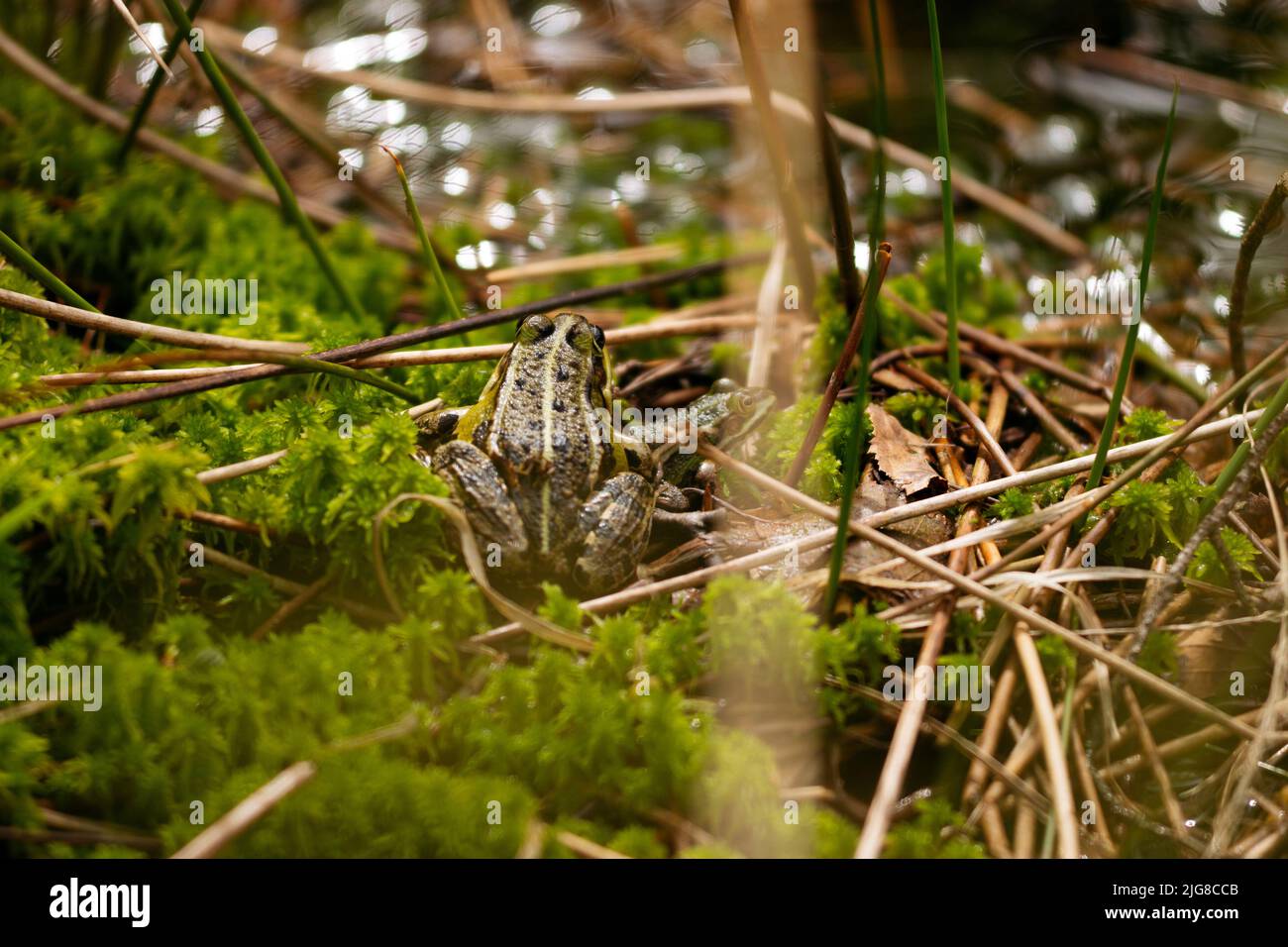 Germany, North Rhine-Westphalia, Teutoburg Forest, frogs Stock Photo ...