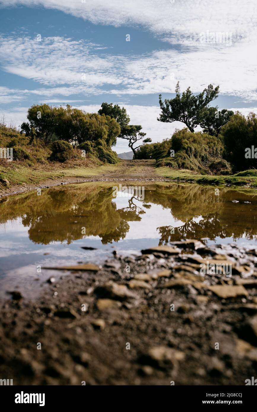A vertical shot of a pond with trees reflecting on its surface in Fanal ...