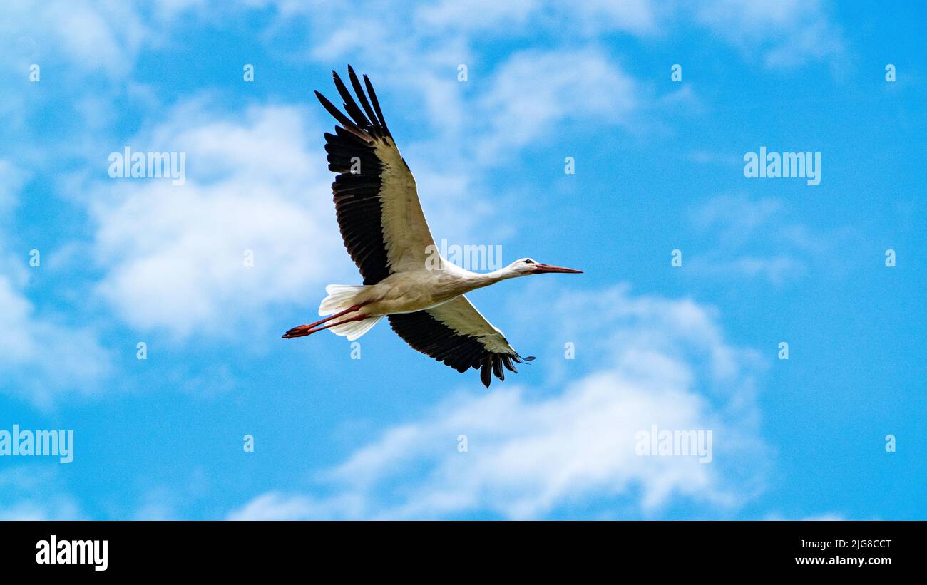Beautiful shot stork flying hi-res stock photography and images - Alamy