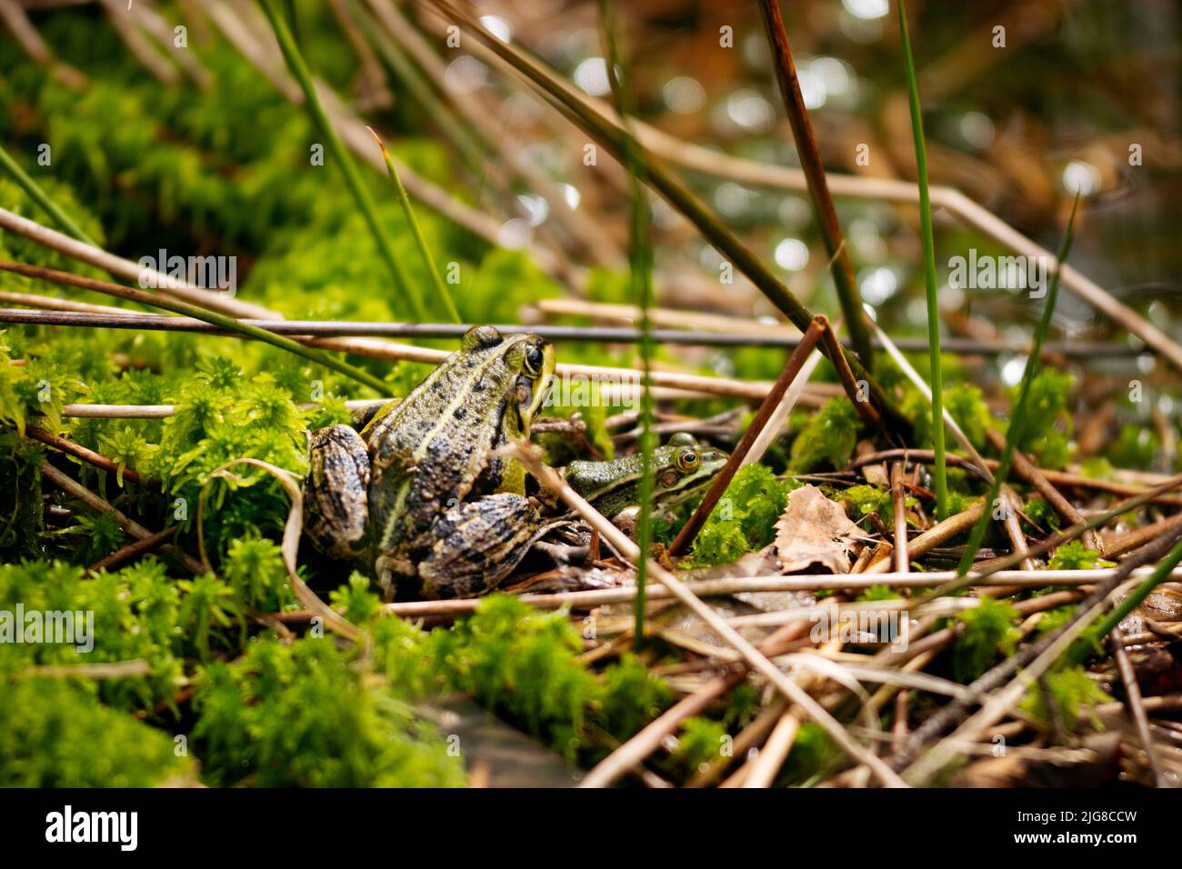 Germany, North Rhine-Westphalia, Teutoburg Forest, frogs Stock Photo ...