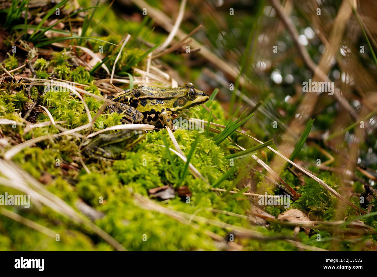 Germany, North Rhine-Westphalia, Teutoburg Forest, frogs Stock Photo ...