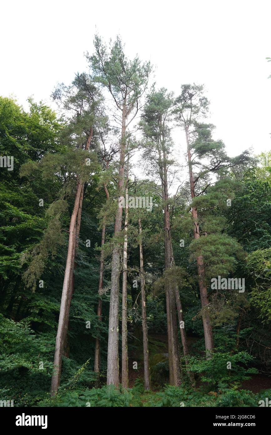 The tall trees in a forest in a forest Stock Photo - Alamy