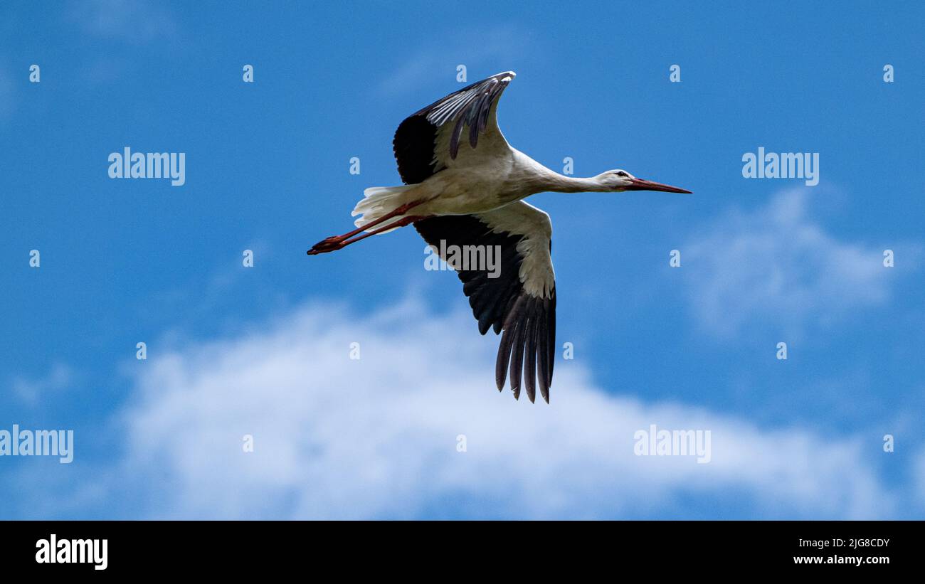Beautiful shot stork flying hi-res stock photography and images - Alamy
