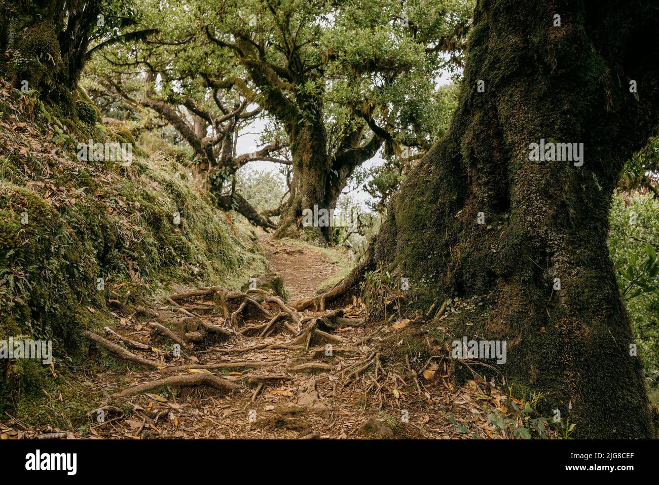 A scenic view of trees growing in Fanal forest, Madeira Island ...