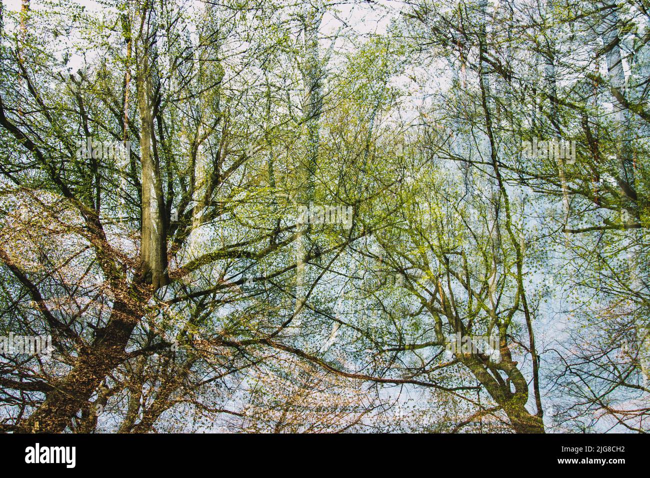 Germany, North Rhine-Westphalia, Teutoburg Forest, trees, multiple ...