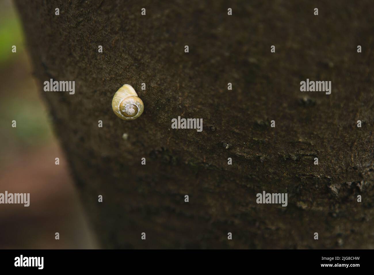 Tree bark, detail, snail Stock Photo - Alamy