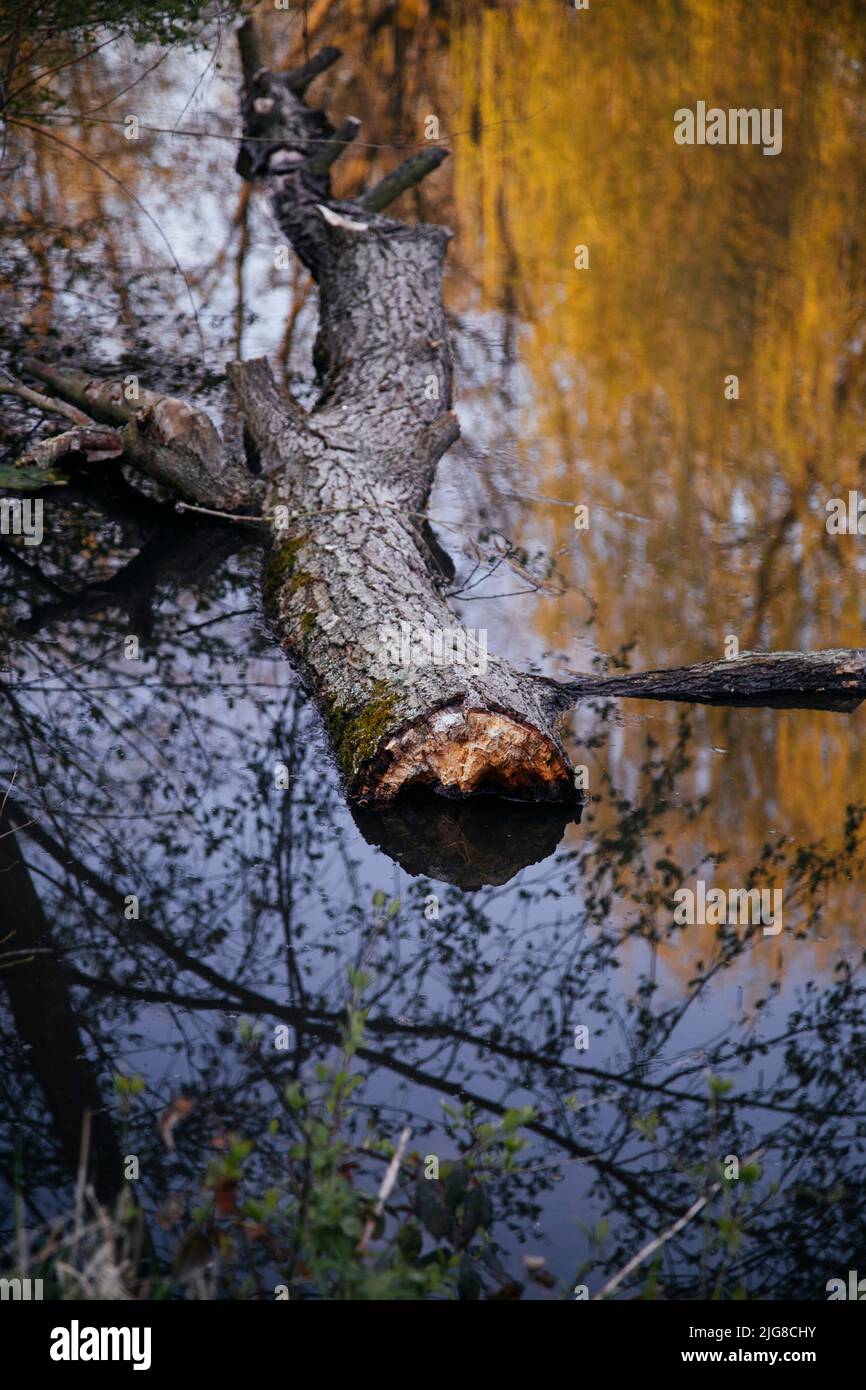 Log of wood hi-res stock photography and images - Alamy