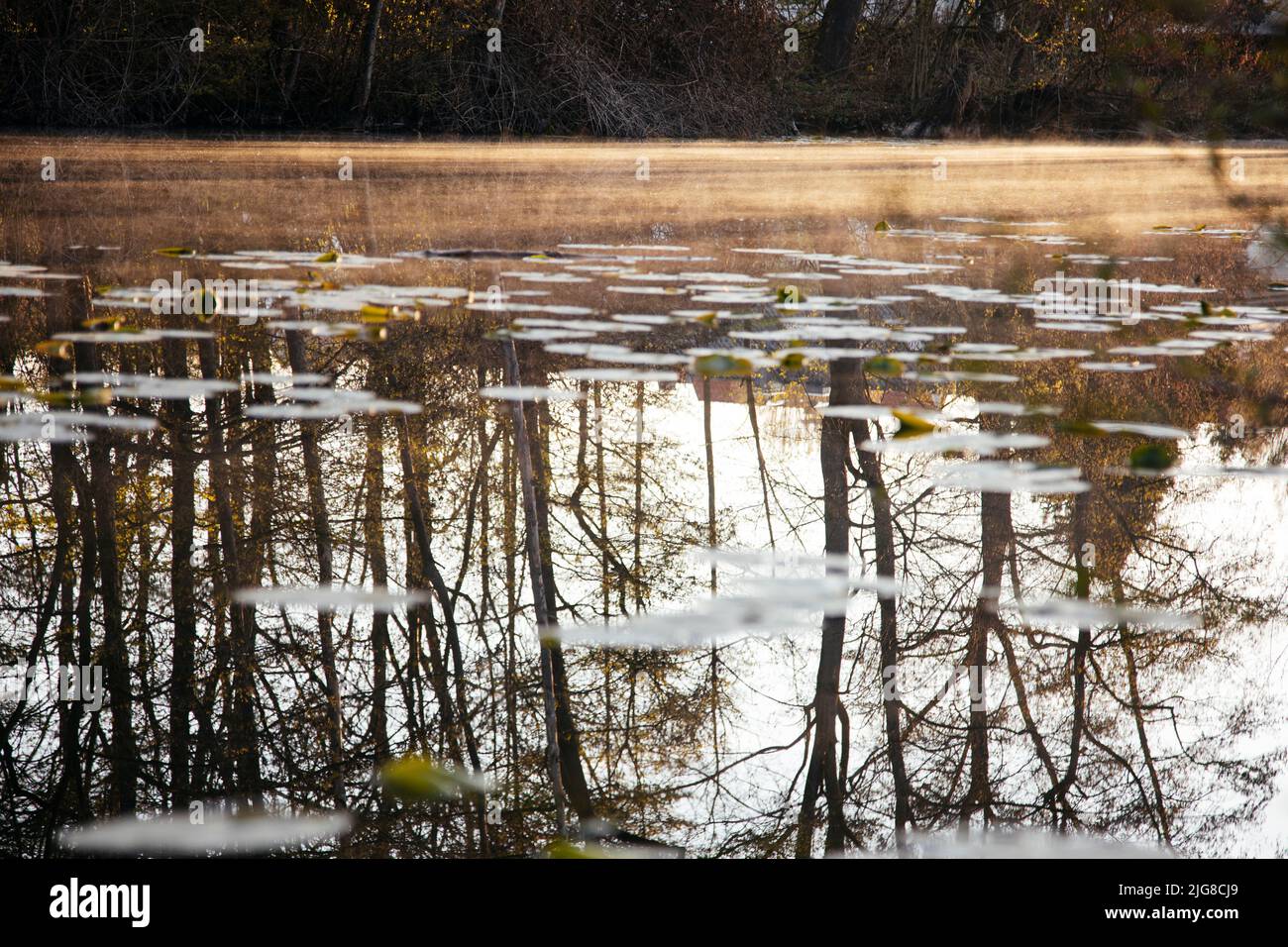 Forest landscape, reflection, water surface Stock Photo - Alamy