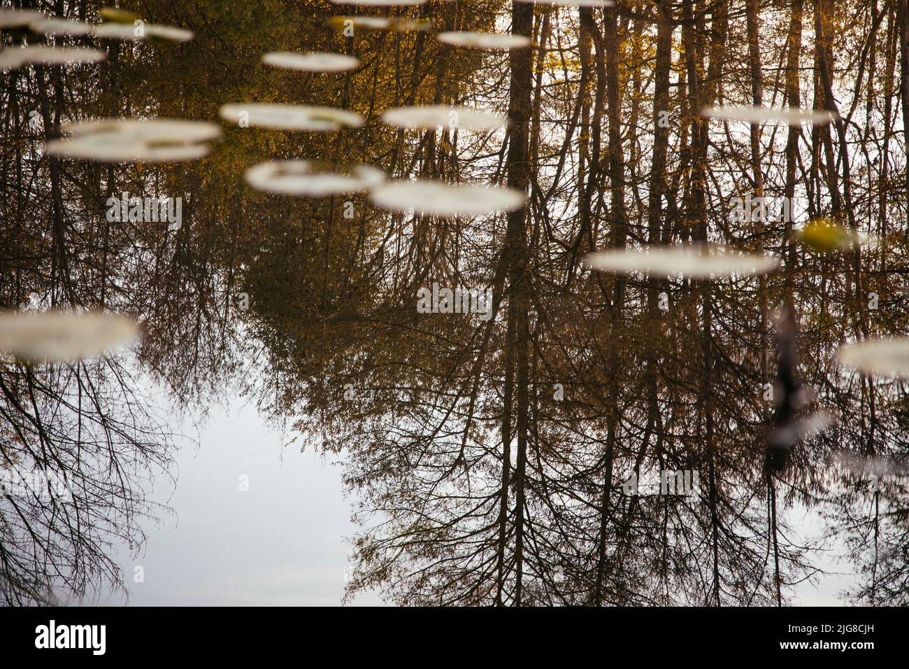 Forest landscape, reflection, water surface Stock Photo - Alamy