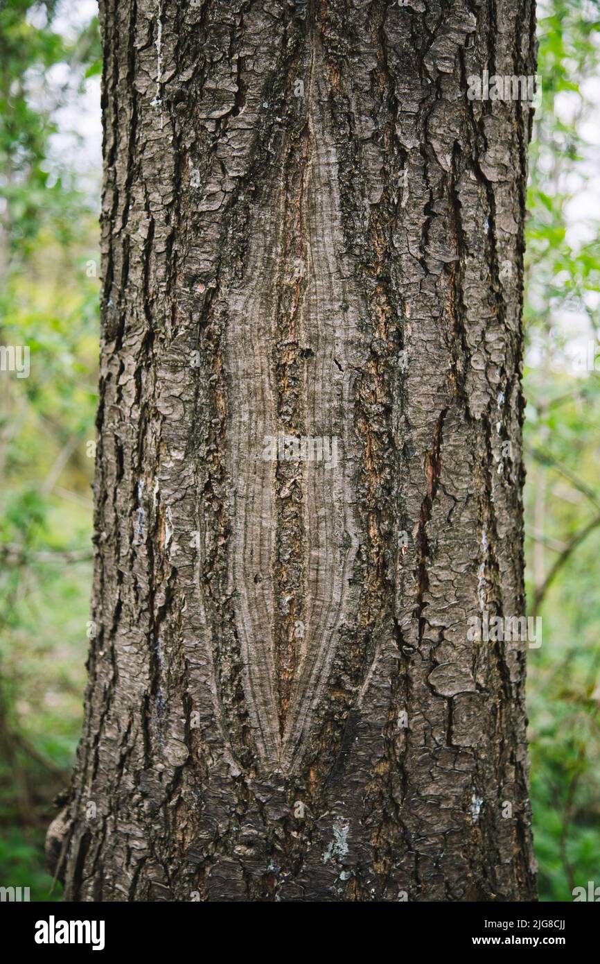 Tree bark, detail Stock Photo - Alamy