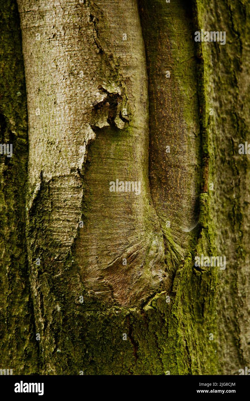 Tree bark, detail Stock Photo - Alamy