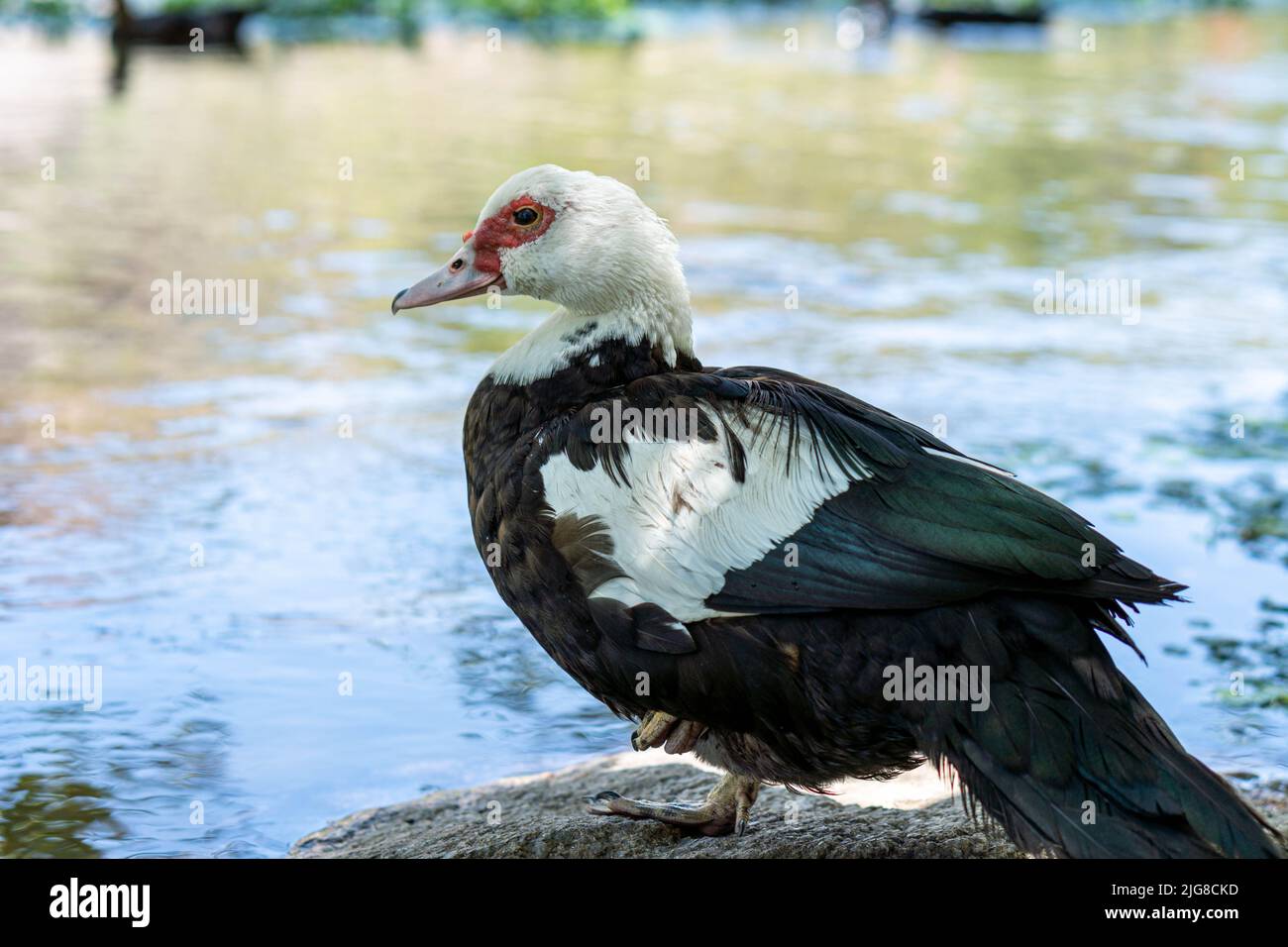 Muscovy water hi-res stock photography and images - Alamy