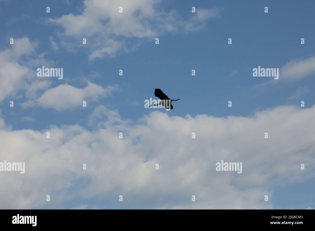 An Anhinga bird during flight in background of blue sky Stock Photo - Alamy