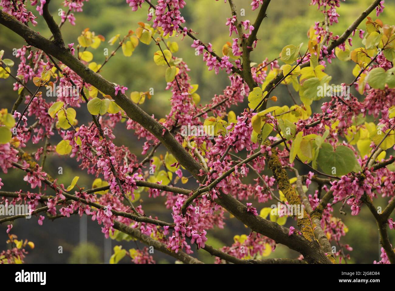 Tree tranches hi-res stock photography and images - Alamy