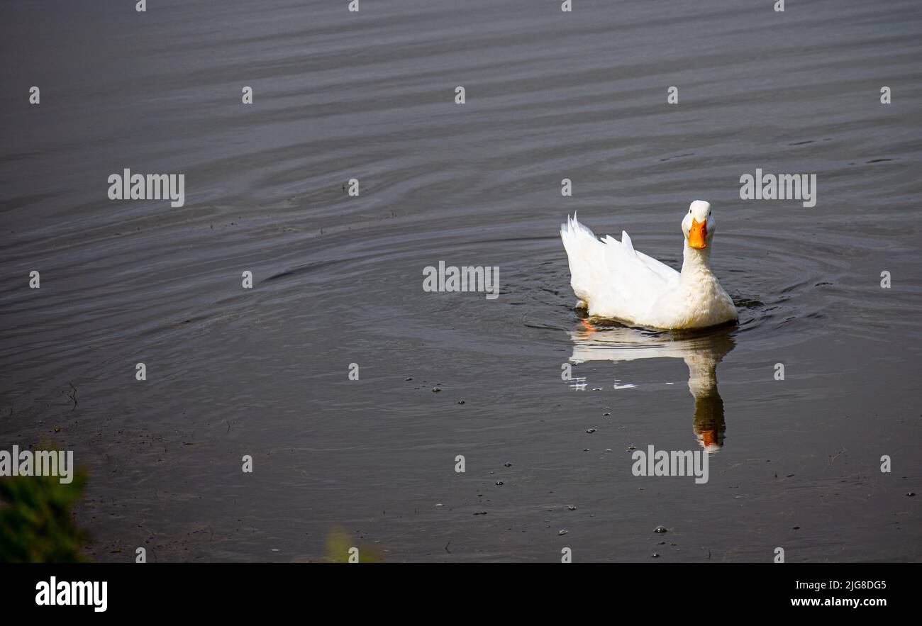 A white American Pekin swimming in the clear lake water Stock Photo - Alamy