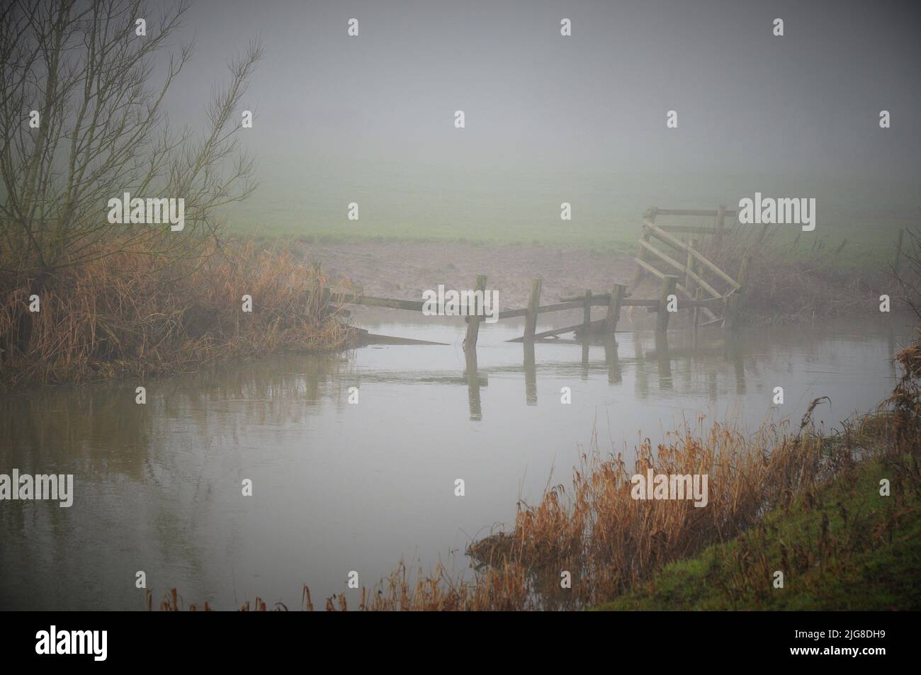 Drowning tree hi-res stock photography and images - Alamy