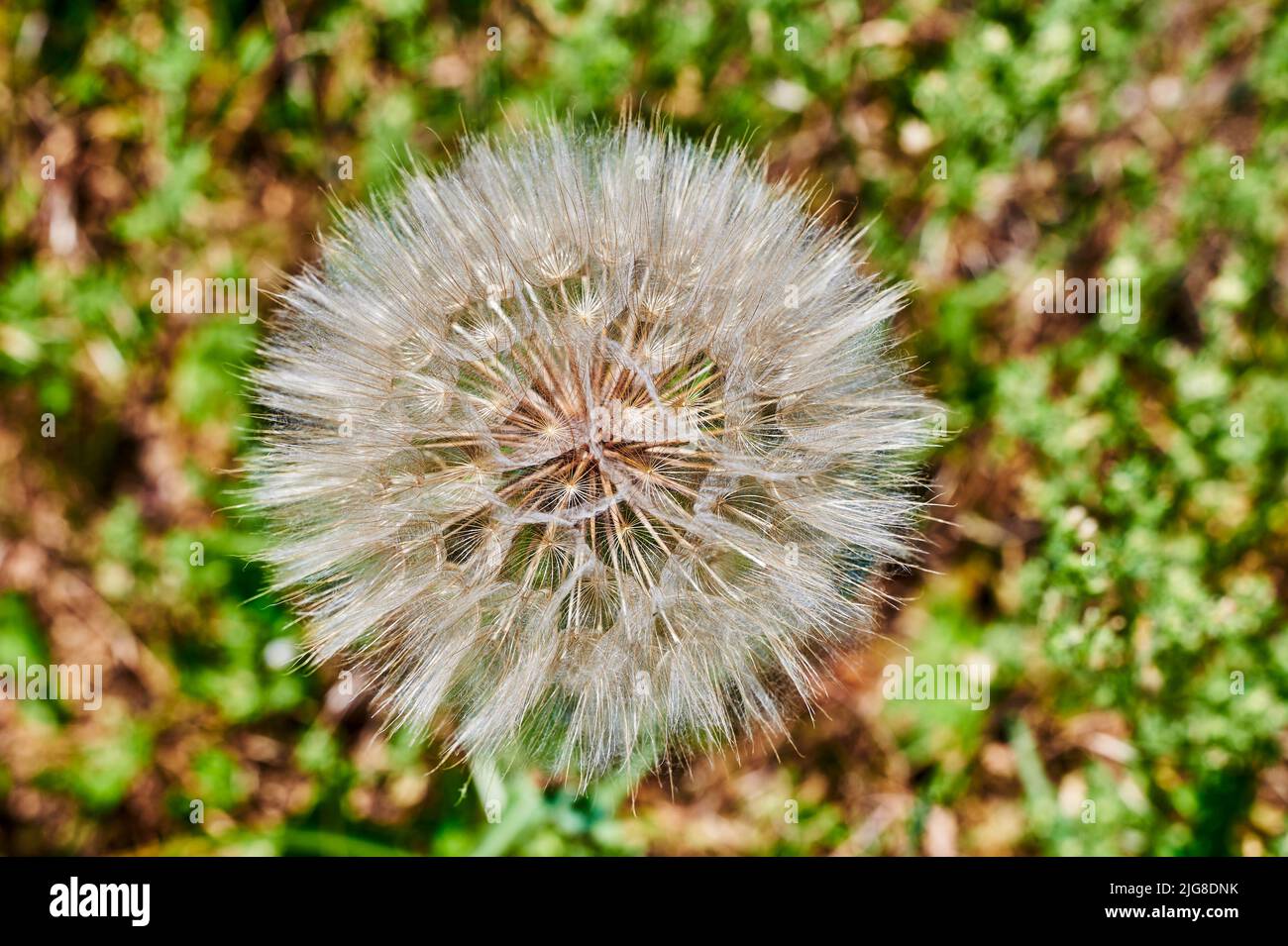 Macro shot of the head of a dandelion (genus Taraxacum) in the sunshine ...