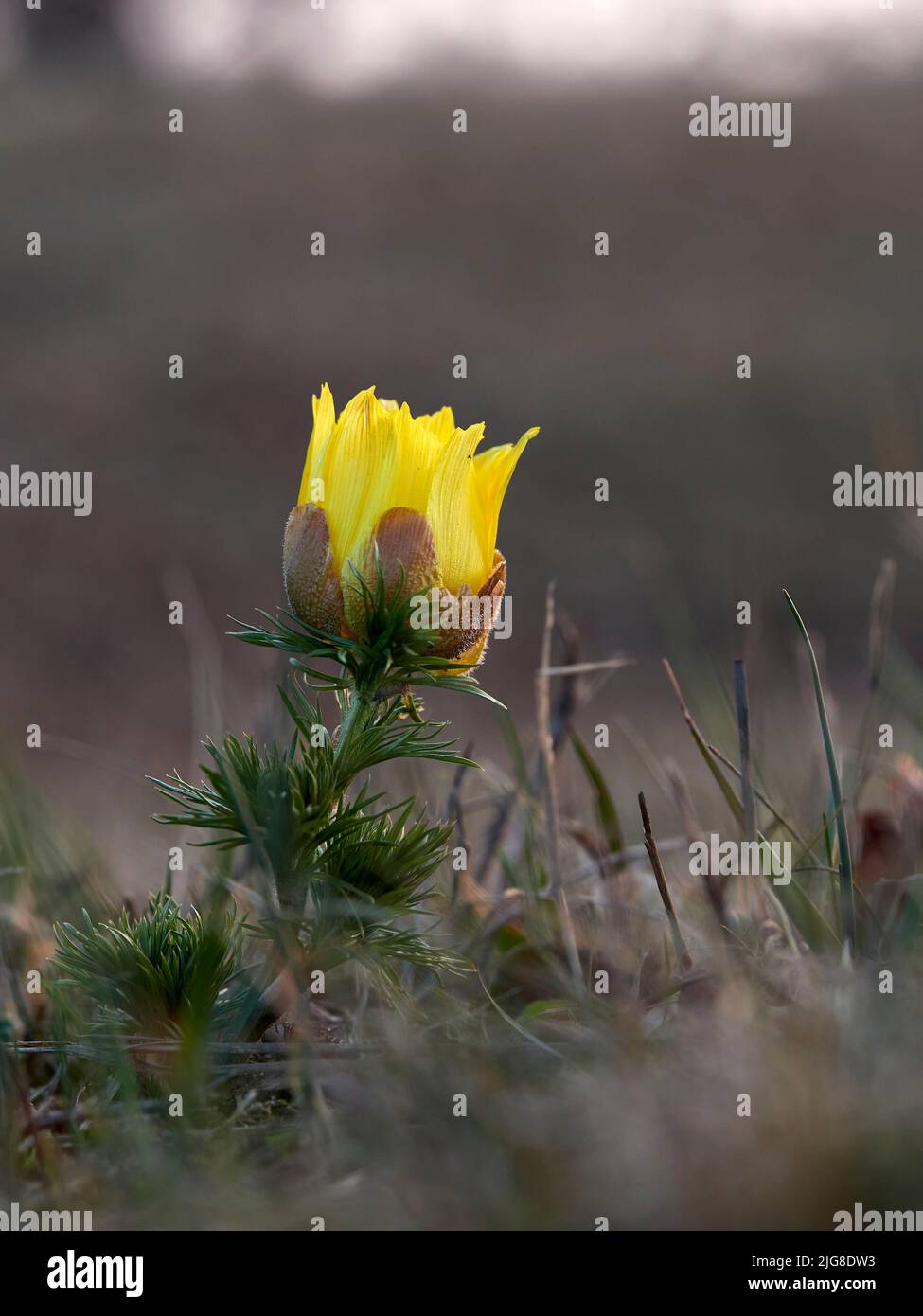 Spring Adonis, Spring Adonis Rose, Adonis vernalis, Adonis roses Stock ...