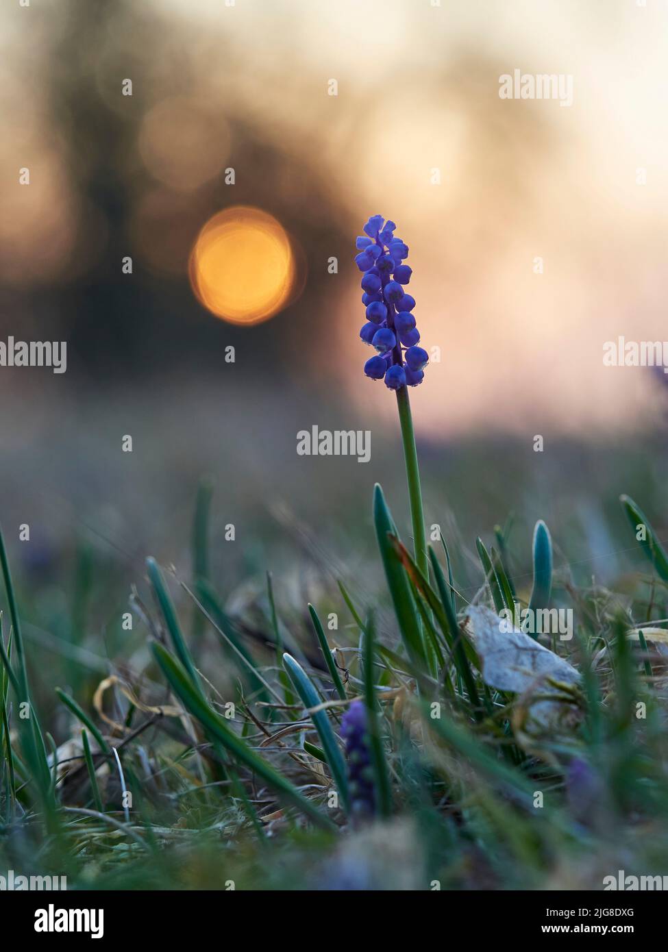 Small grape hyacinth, Muscari botryoides, grape hyacinths Stock Photo ...