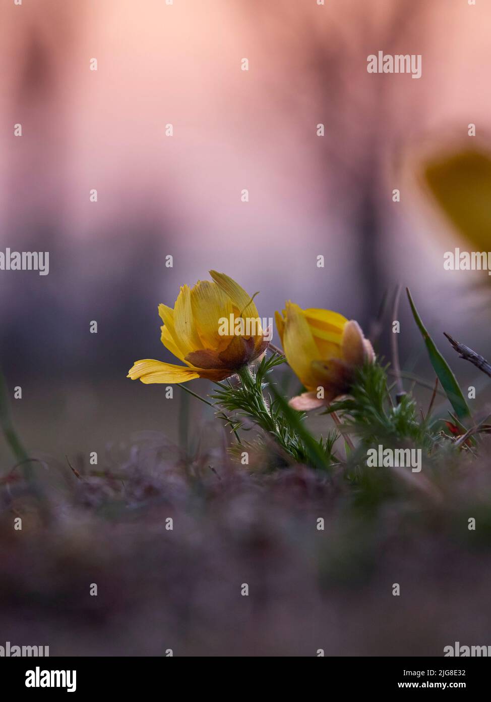 Spring Adonis, Spring Adonis Rose, Adonis vernalis, Adonis roses Stock ...