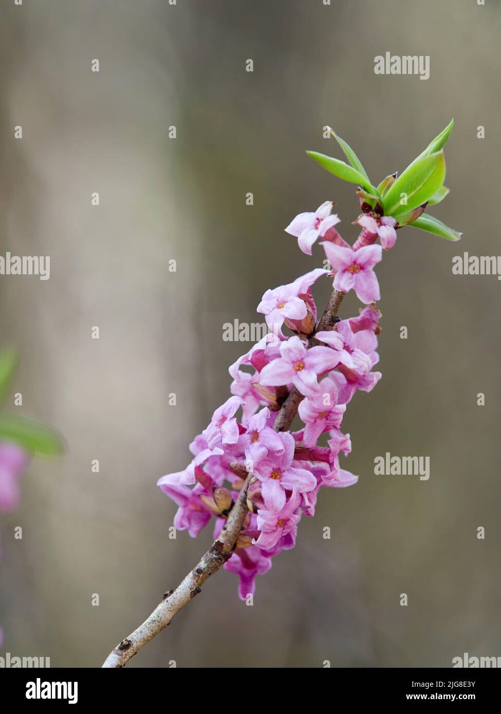 Common daphne, Daphne mezereum, daphne Stock Photo - Alamy Common daphne, Daphne mezereum, daphne Stock Photo - Alamy
