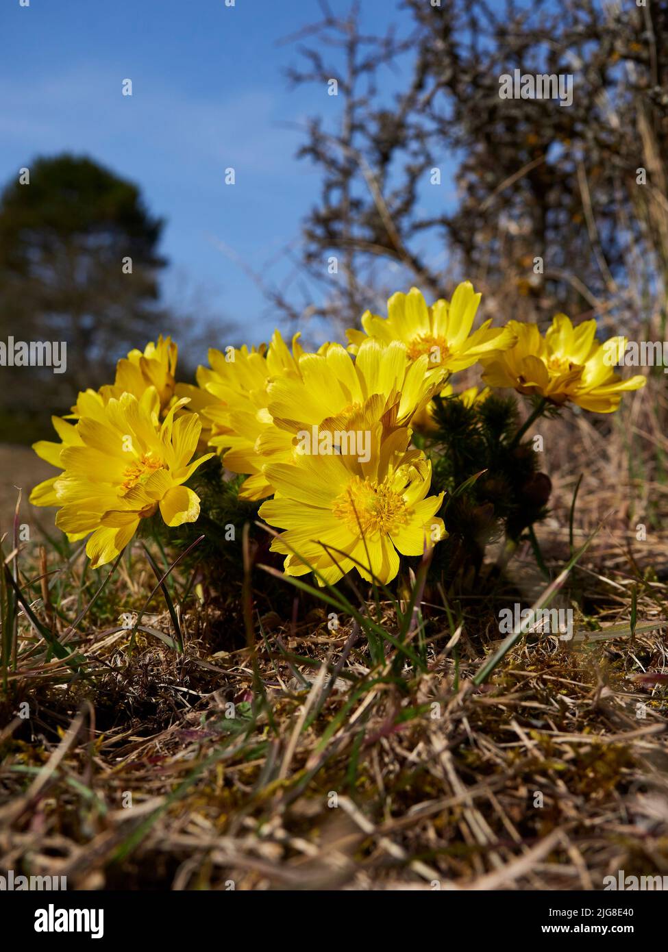 Spring adonis rose hi-res stock photography and images - Alamy
