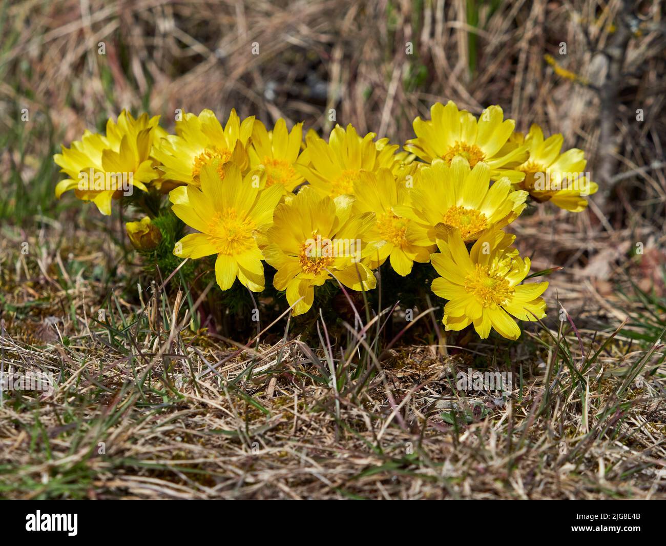 Spring Adonis, Spring Adonis Rose, Adonis vernalis, Adonis roses Stock ...