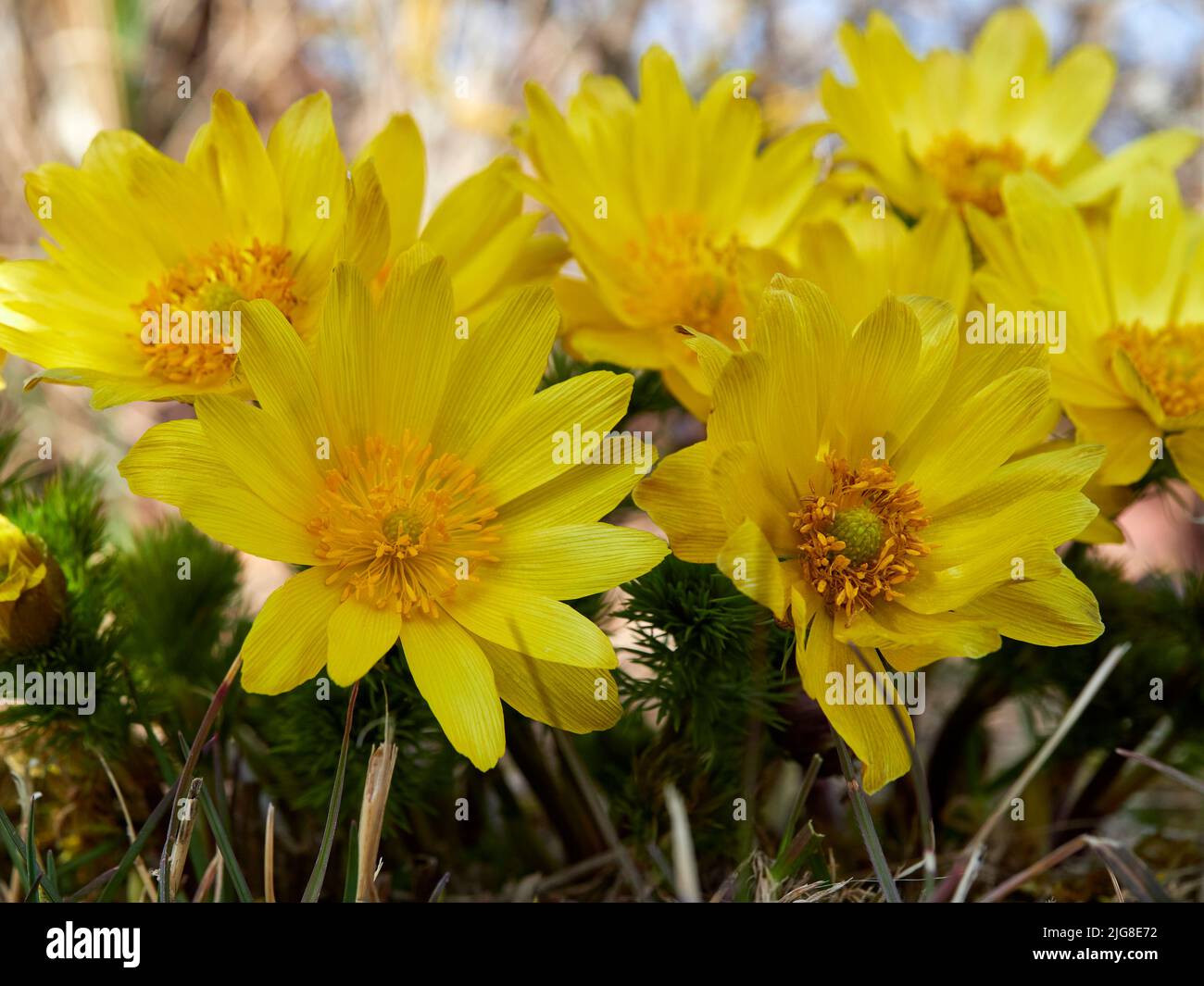 Spring Adonis, Spring Adonis Rose, Adonis vernalis, Adonis roses Stock ...
