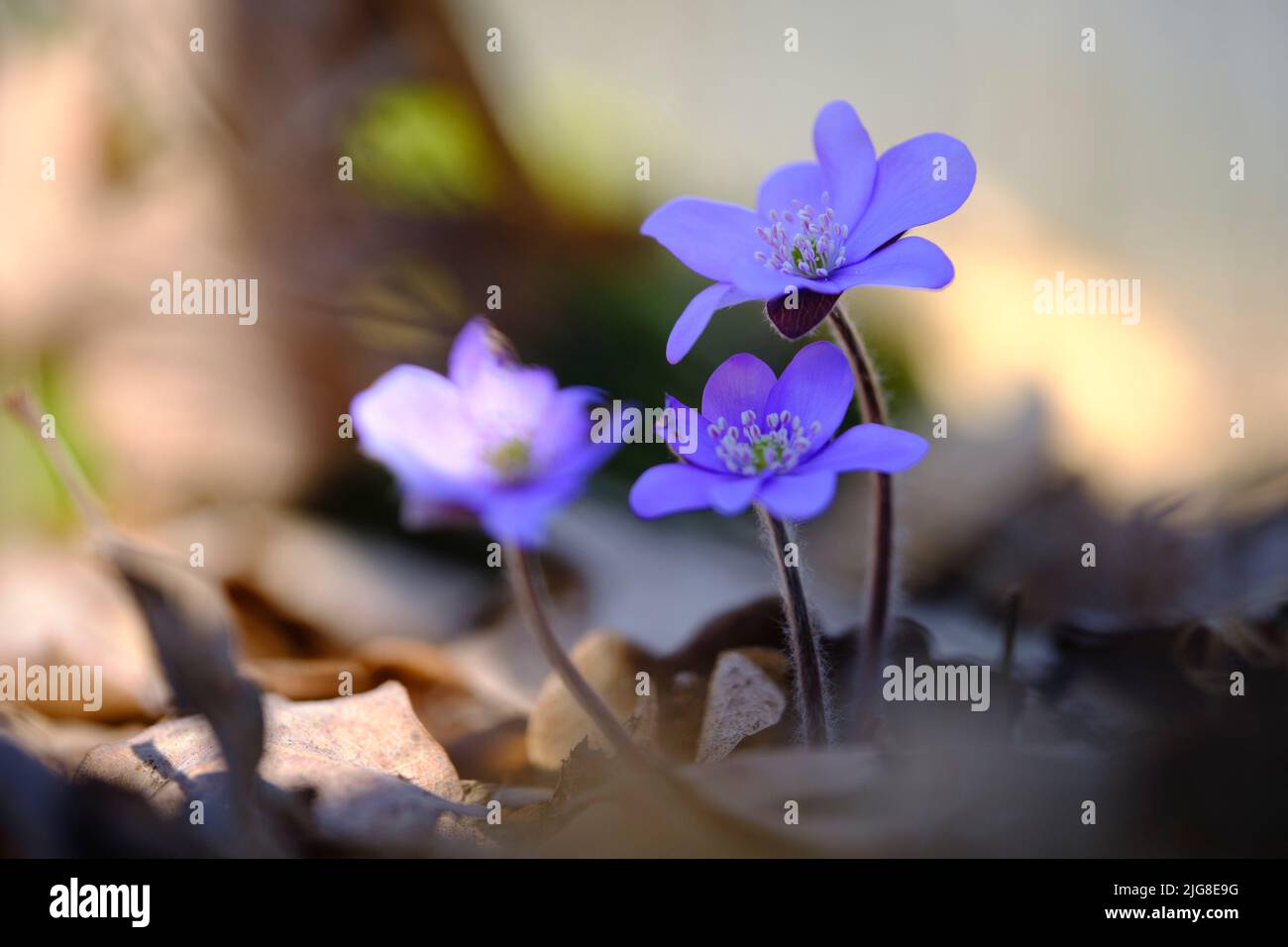 Common hepatica anemone hepatica liverwort hi-res stock photography and ...