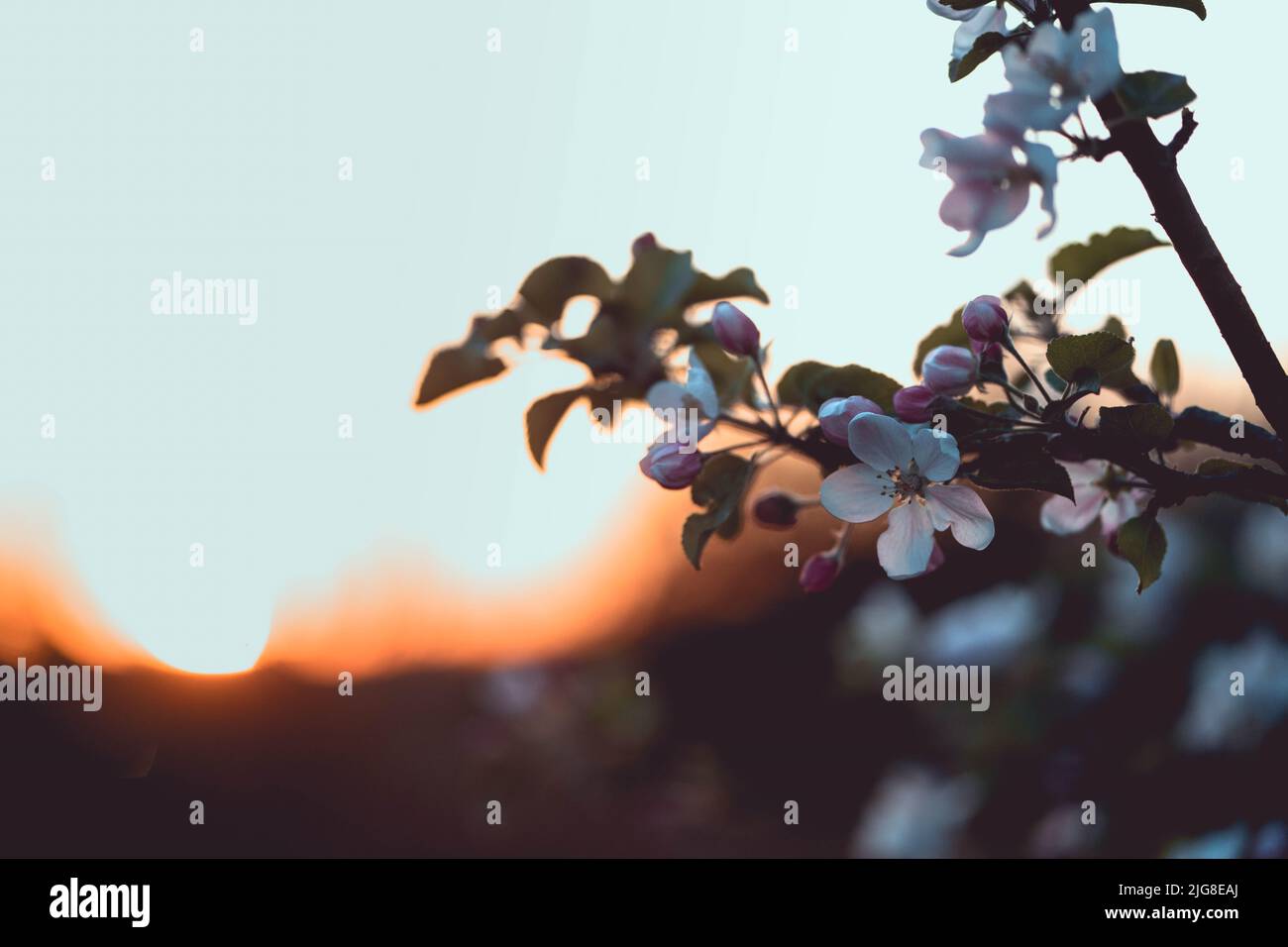 Cherry blossom sunset hi-res stock photography and images - Alamy