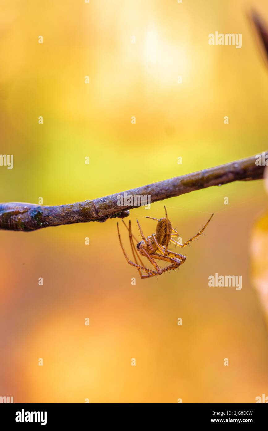 A spider on a branch, closeup Stock Photo - Alamy