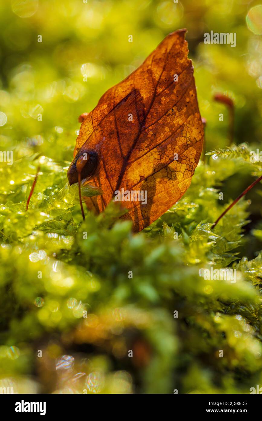 Fallen leaf on forest floor, nature in detail, forest still life Stock ...