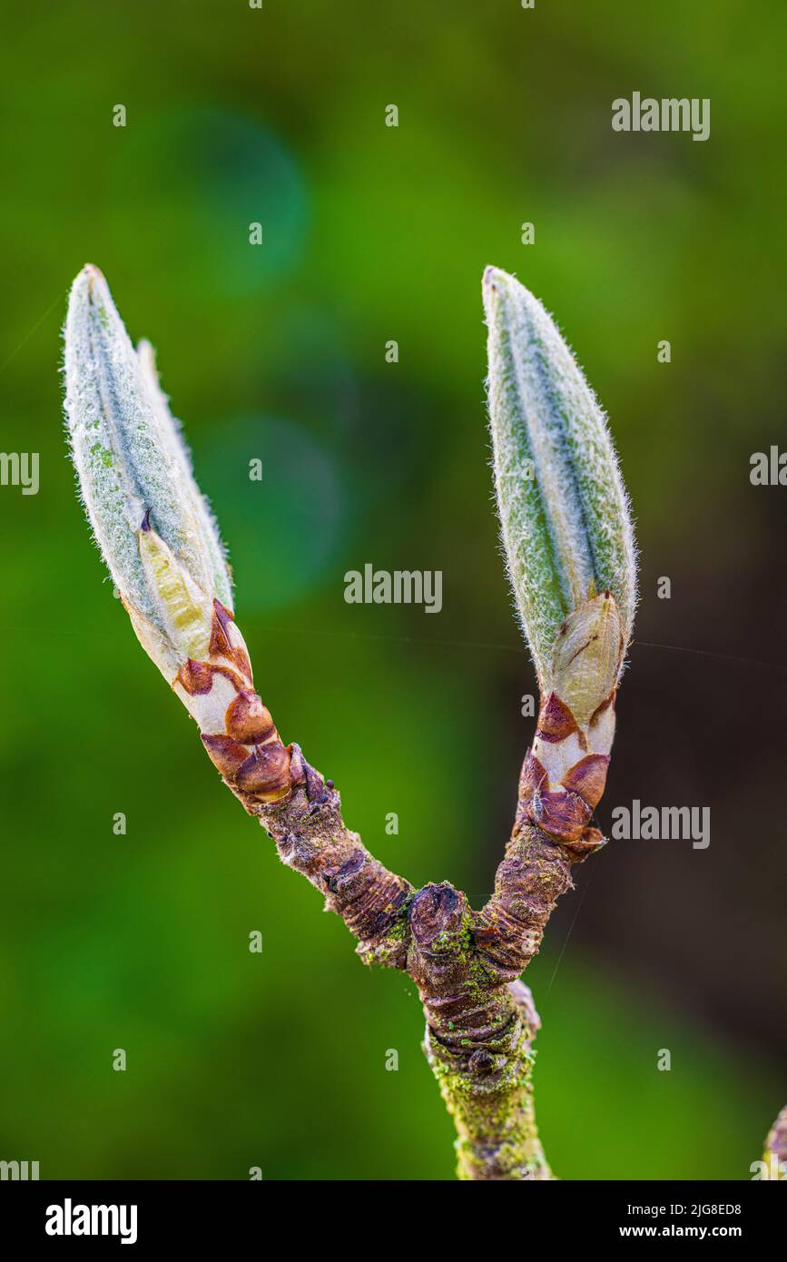 Apple blossom in spring, inflorescence Stock Photo - Alamy