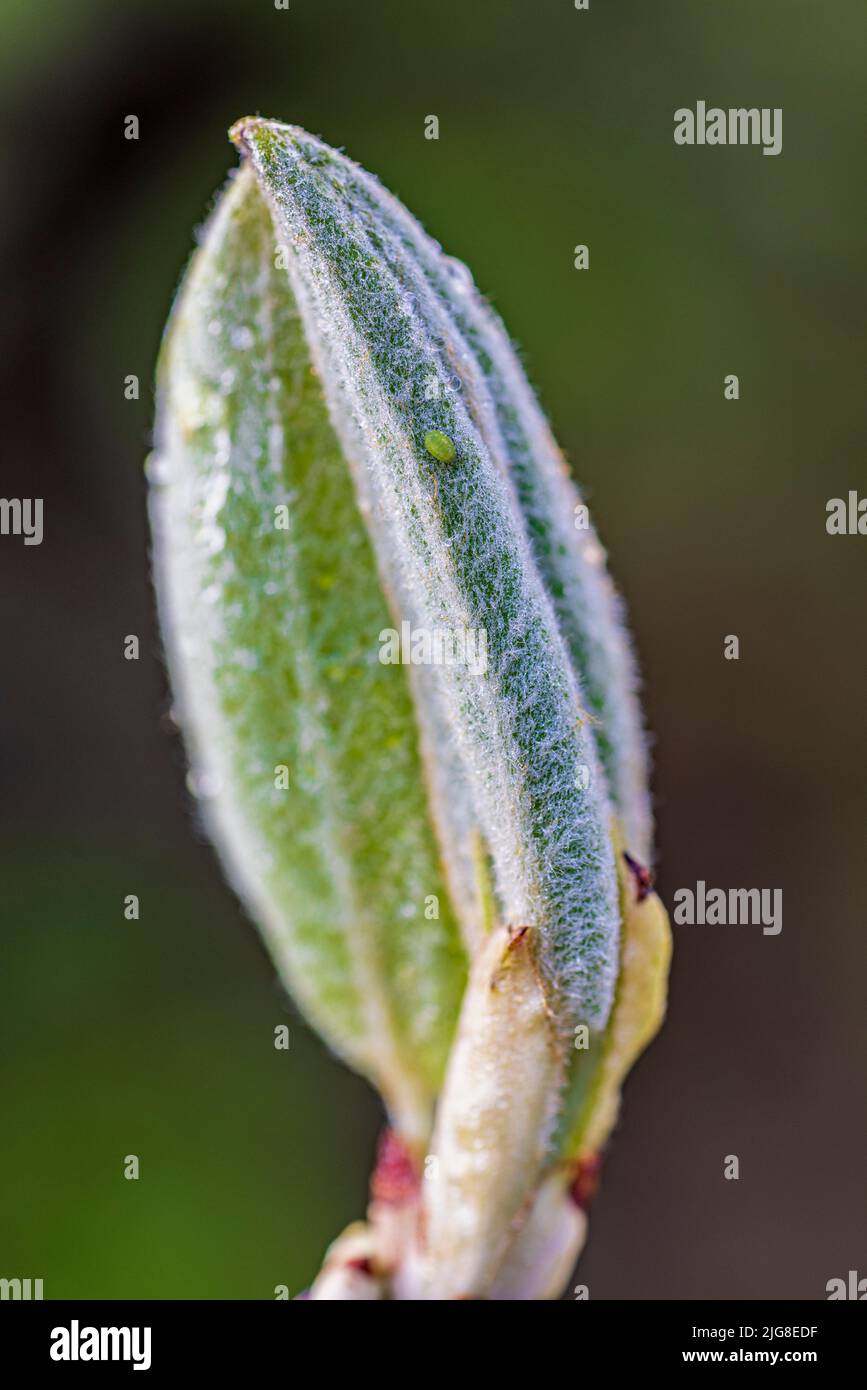 Apple blossom in spring, inflorescence Stock Photo - Alamy