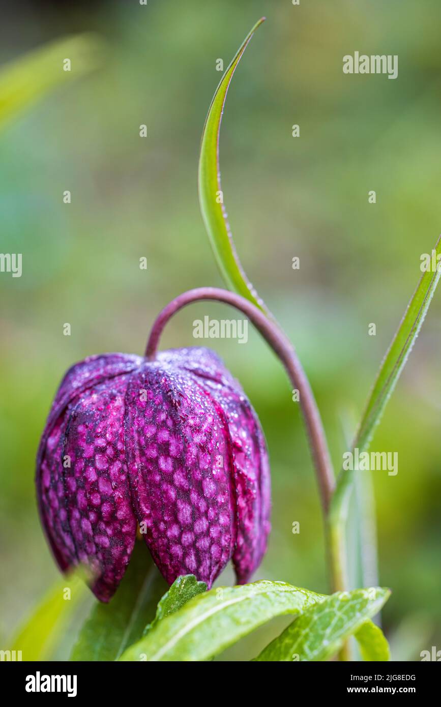 Chess flower, Fritillaria meleagris in the garden Stock Photo - Alamy