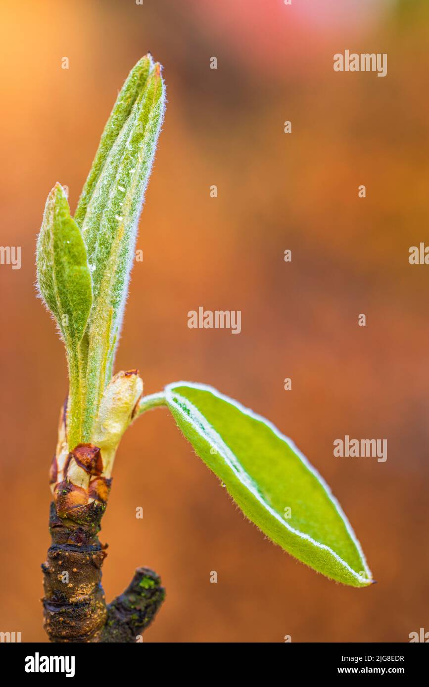 Apple blossom in spring, inflorescence Stock Photo - Alamy