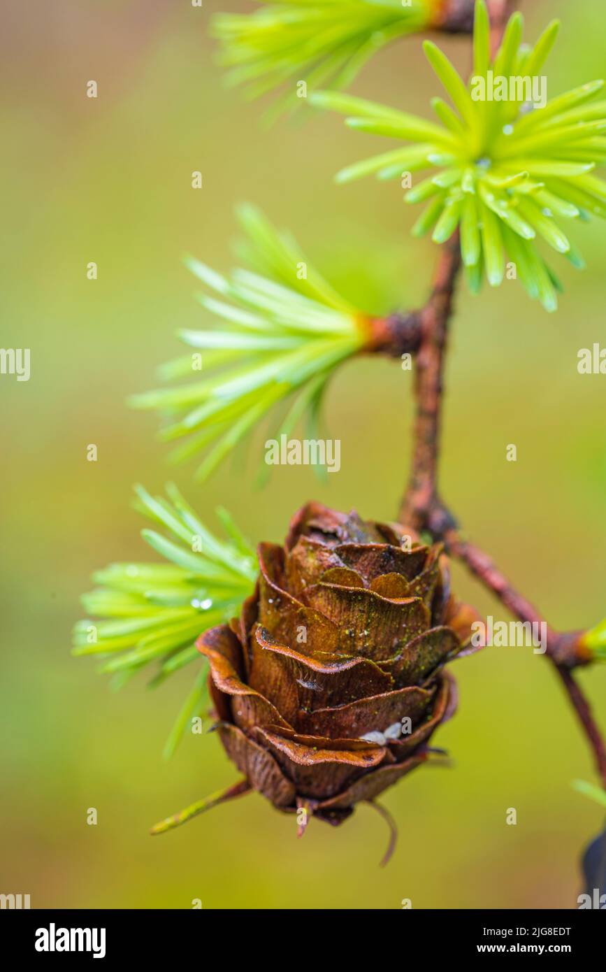 Larch cone with fresh green vegetation Stock Photo - Alamy
