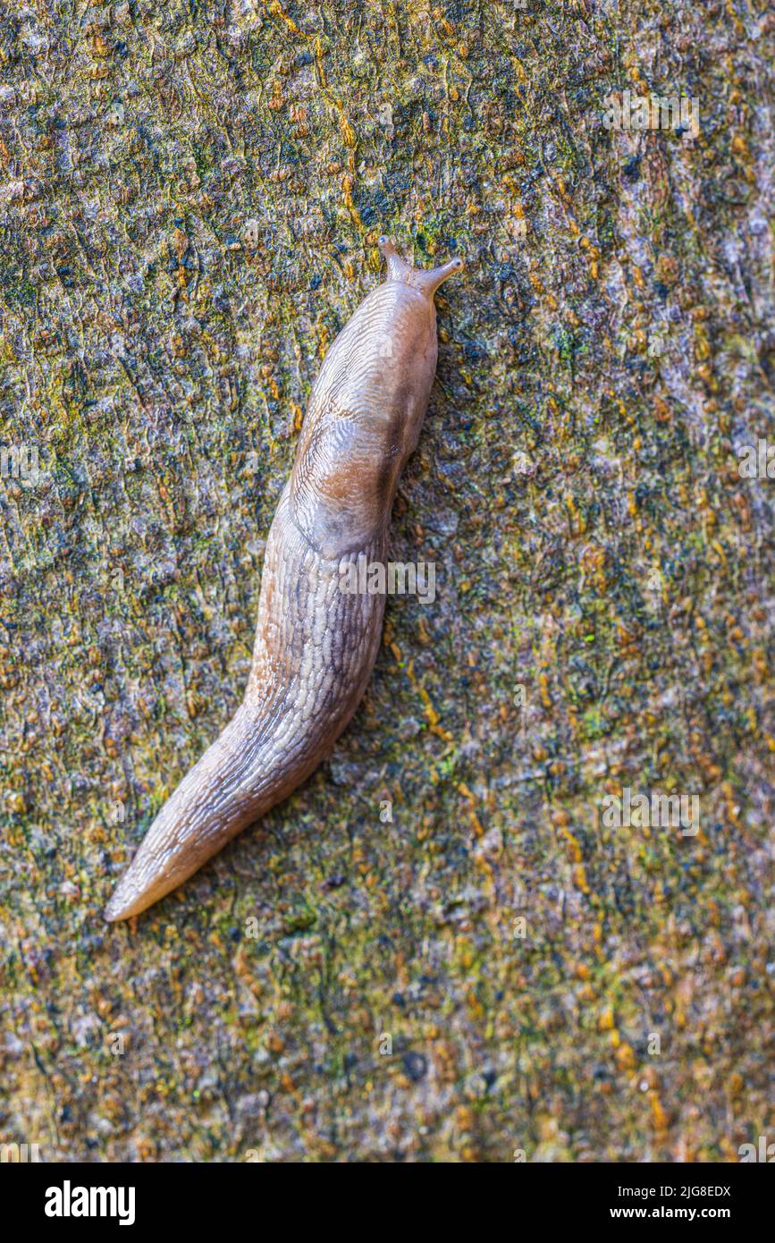 Spanish slug (Arion vulgaris Stock Photo - Alamy