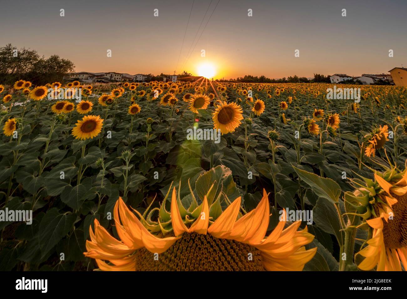 Tuscan countryside sunflowers hi-res stock photography and images - Alamy