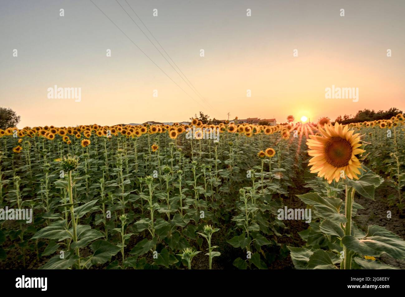 Beautiful sunflower field at sunset in the Tuscan countryside Stock ...