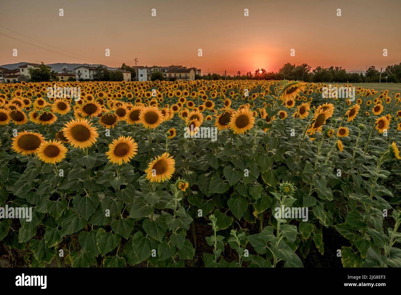 Beautiful sunflower field at sunset in the Tuscan countryside Stock ...