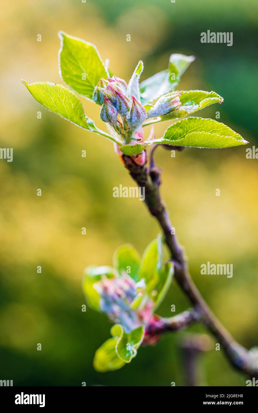 Apple blossom in spring, inflorescence, closeup Stock Photo - Alamy