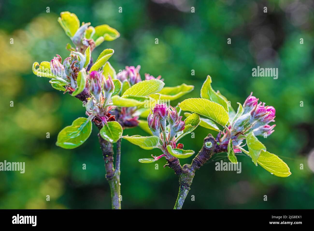 Apple blossom in spring, inflorescence, closeup Stock Photo - Alamy