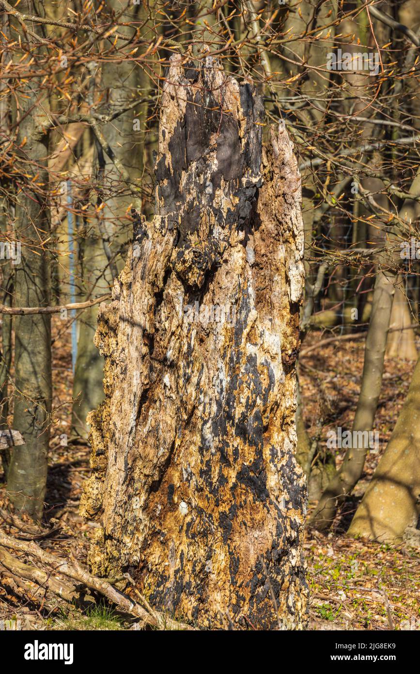 A rotting tree stump, nutrient for new growth Stock Photo - Alamy