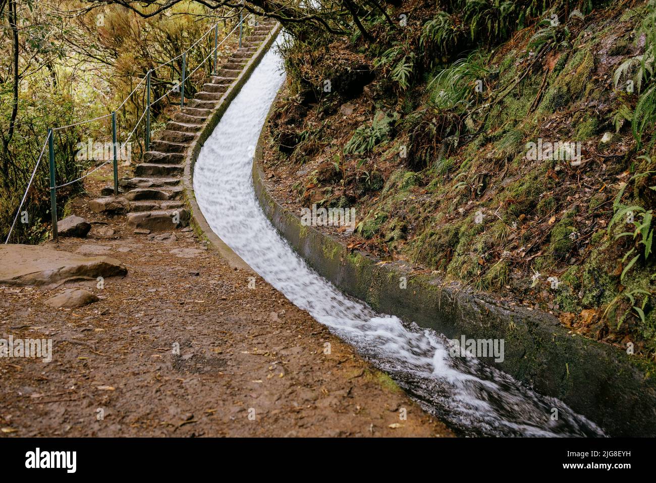 A flowing straight river in a forest with stairs in Madeira, Portugal ...